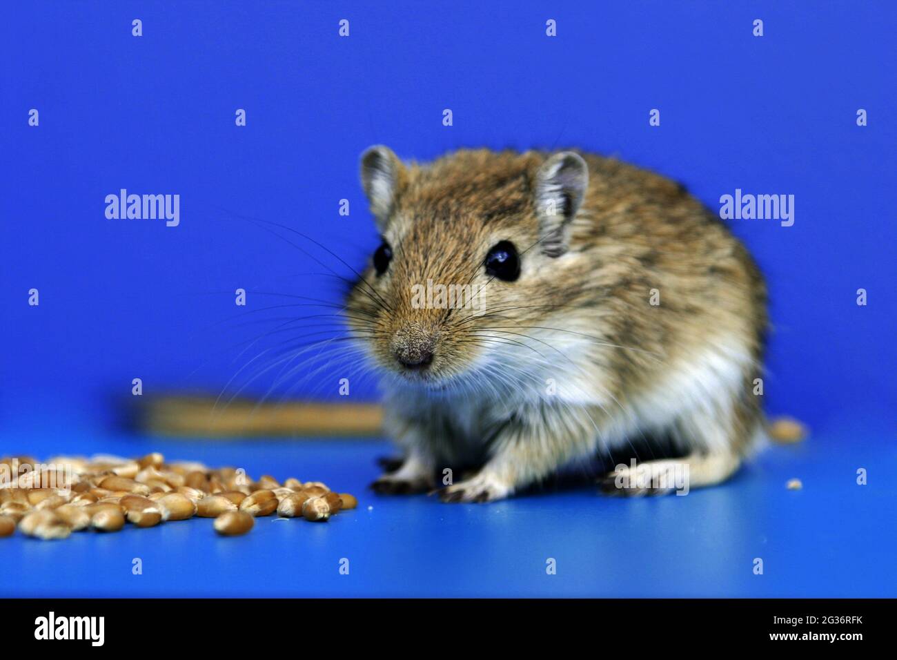 Mongolian gerbil, clawed jird (Meriones unguiculatus), with seeds in ...
