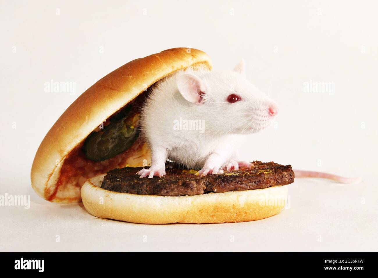 Fancy Rat, Brown rat (Rattus norvegicus domesticus, Rattus norvegicus ...