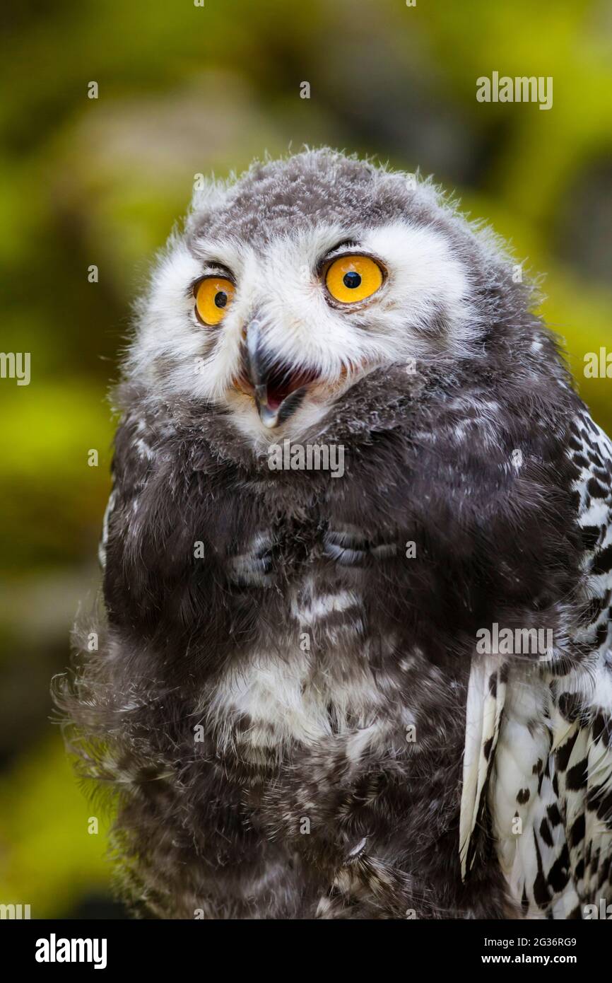 Búho nival bubo scandiacus hi-res stock photography and images - Alamy