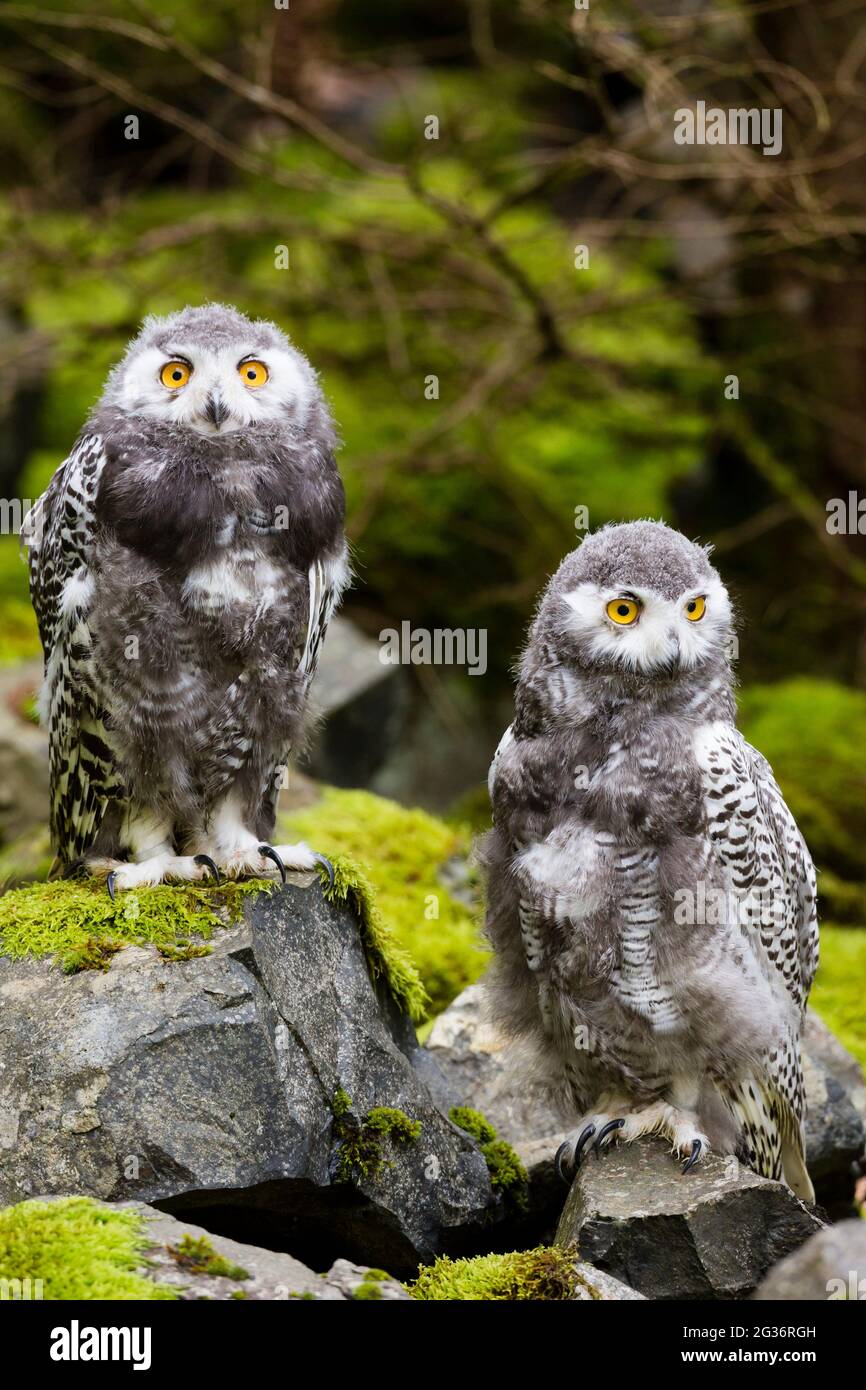 Búho nival bubo scandiacus hi-res stock photography and images - Alamy