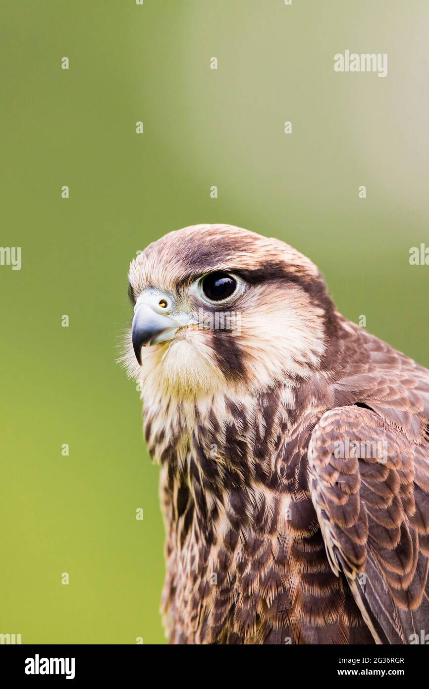 lanner falcon (Falco biarmicus), portrait Stock Photo - Alamy