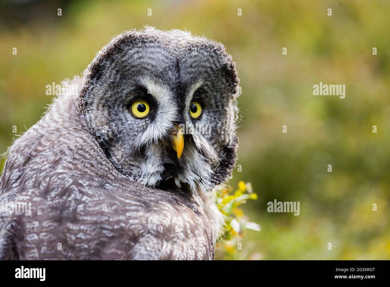 great grey owl (Strix nebulosa), portrait in forest Stock Photo - Alamy