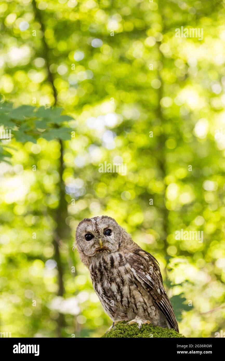 Eurasian tawny owl (Strix aluco), sits on a mossy stone in forest ...
