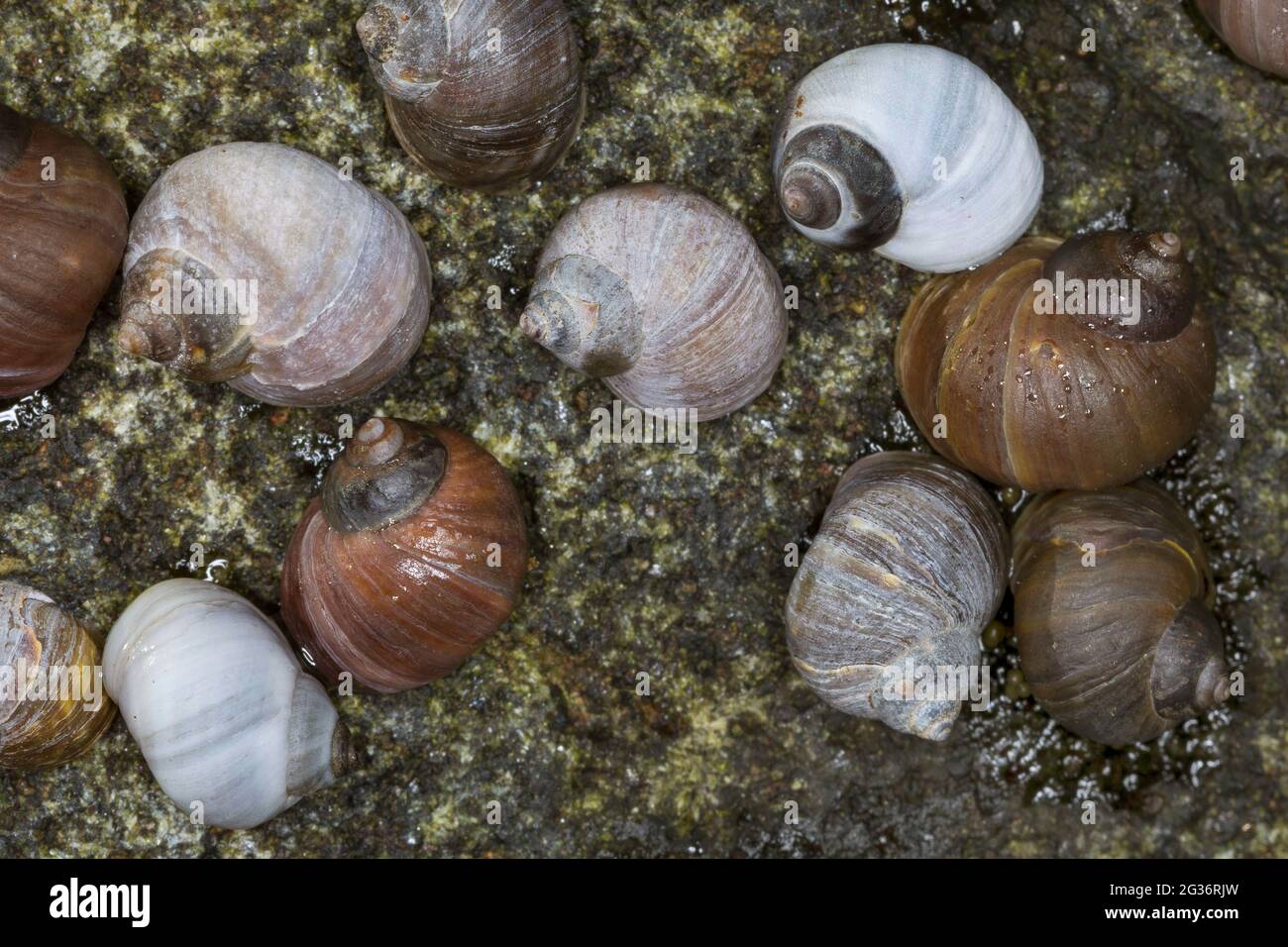 Periwinkle snail hi-res stock photography and images - Alamy