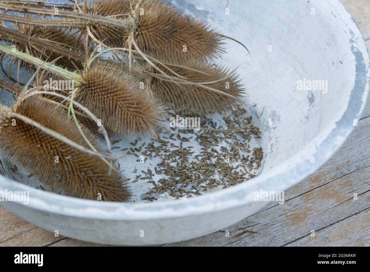 Wild teasel, Fuller's teasel, Common teasel, Common teazle (Dipsacus ...