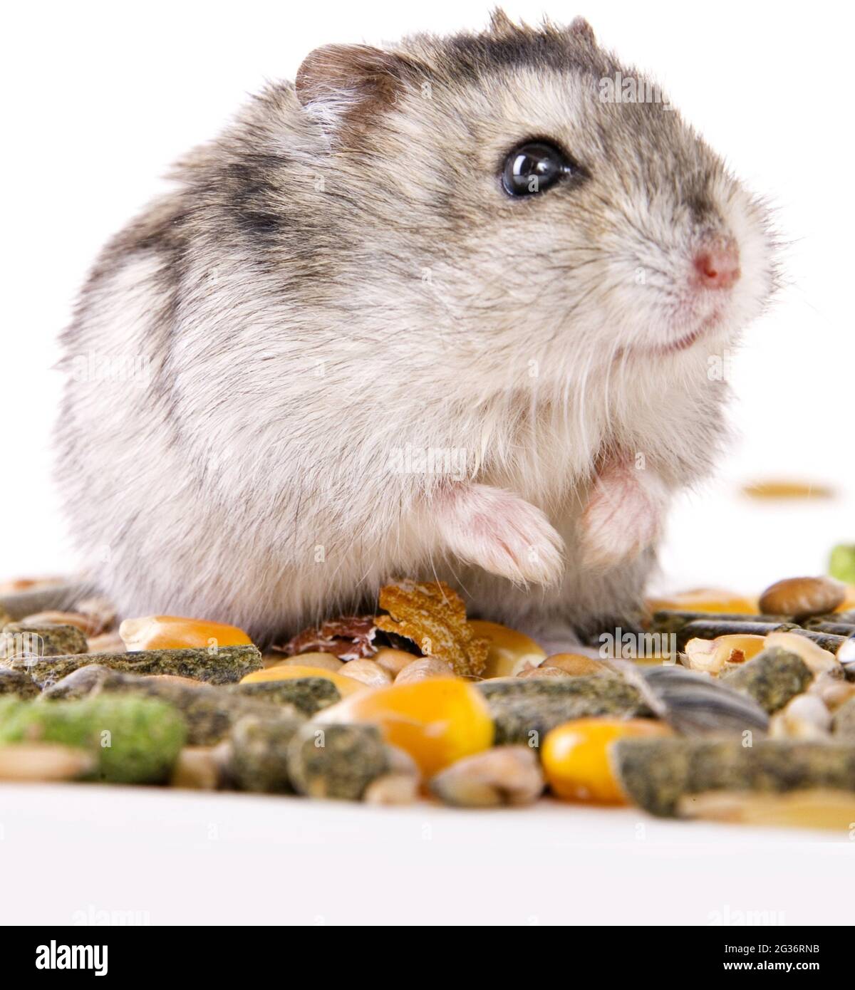 small desert hamsters, dwarf hamsters (Phodopus spec.), feeding seeds ...