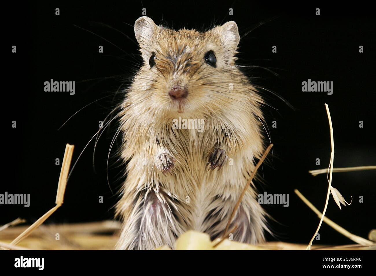Mongolian gerbil, clawed jird (Meriones unguiculatus), sits on hay ...