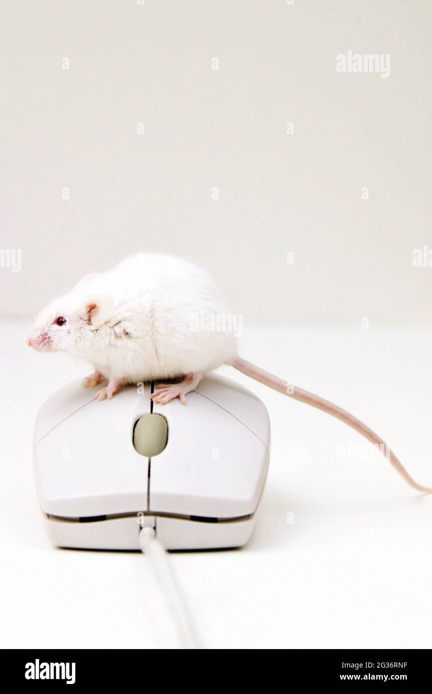 fancy mouse (Mus musculus), albino mouse and computer mouse Stock Photo ...