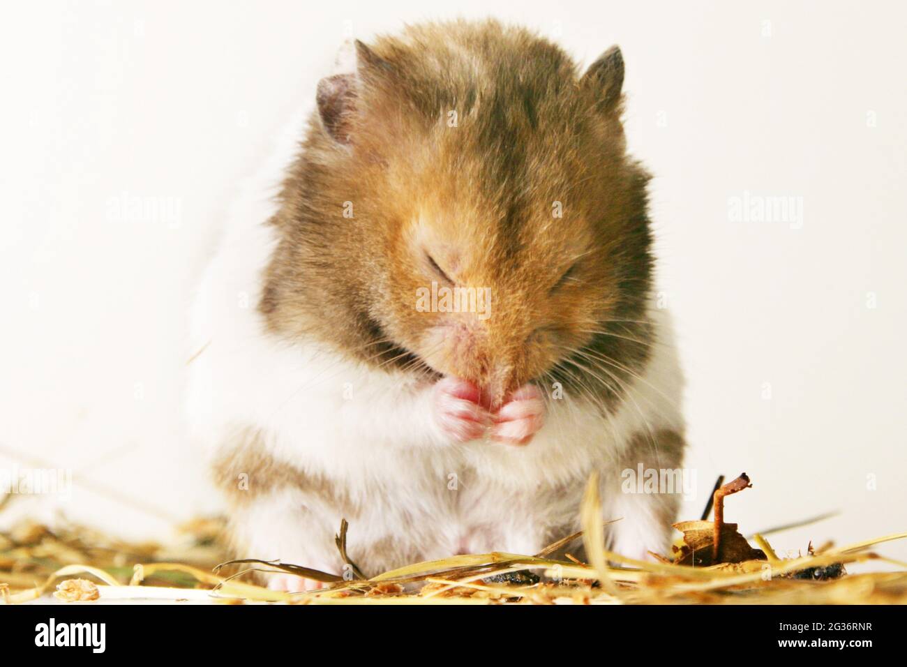 golden hamster (Mesocricetus auratus), feeding, front view Stock Photo ...