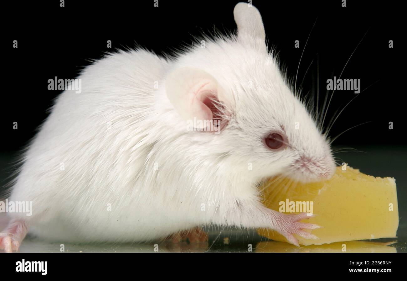 Fancy Rat, Brown rat (Rattus norvegicus domesticus, Rattus norvegicus ...