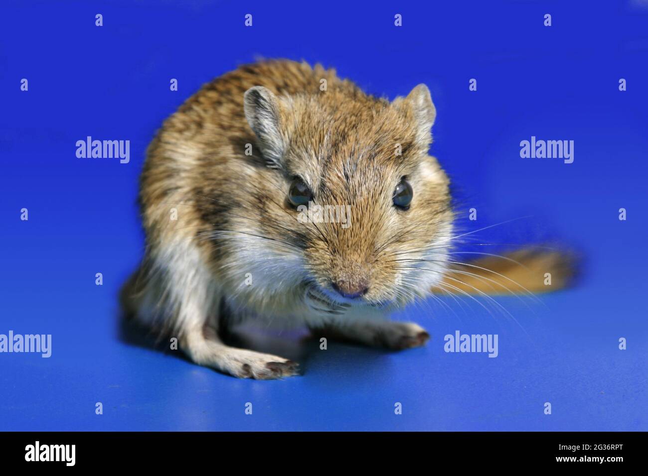 Jirds hi-res stock photography and images - Alamy