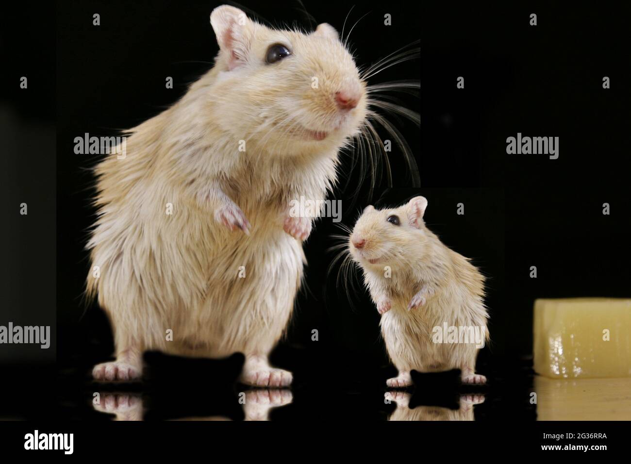Mongolian gerbil, clawed jird (Meriones unguiculatus), front view ...