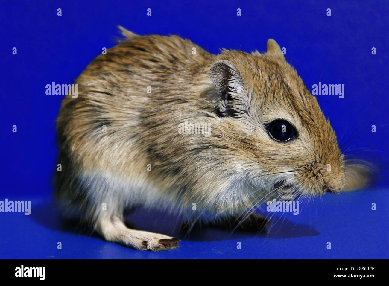 Mongolian gerbil, clawed jird (Meriones unguiculatus), in front of blue ...