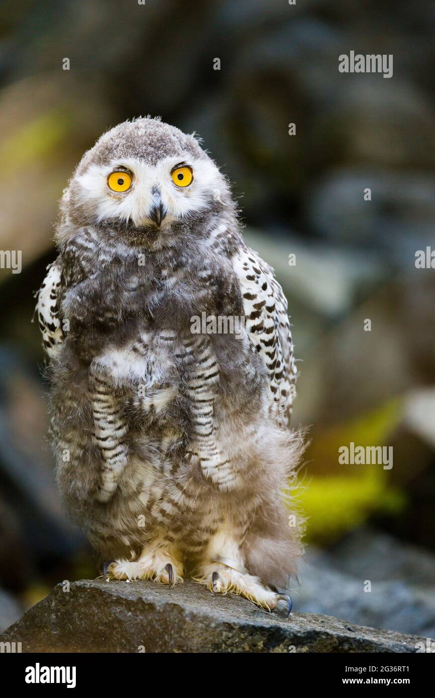 Búho nival bubo scandiacus hi-res stock photography and images - Alamy