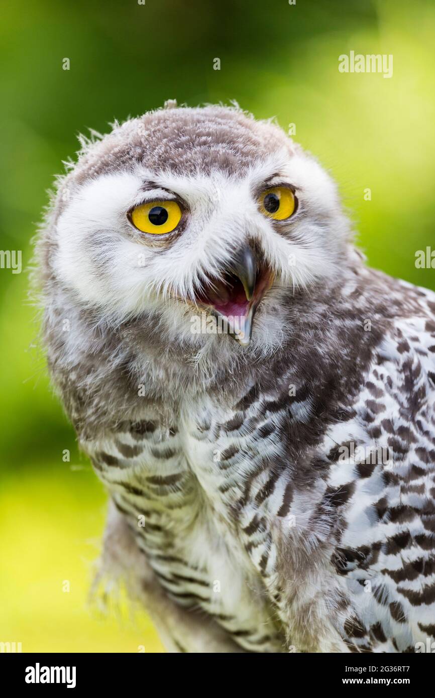 Snowy Owl (Strix scandiaca, Nyctea scandiaca, Bubo scandiacus ...