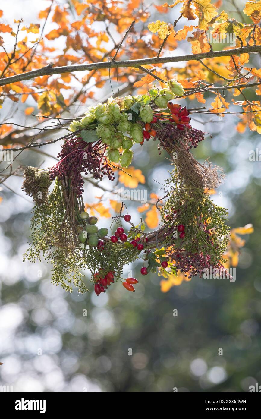 Oak wreath hi-res stock photography and images - Alamy