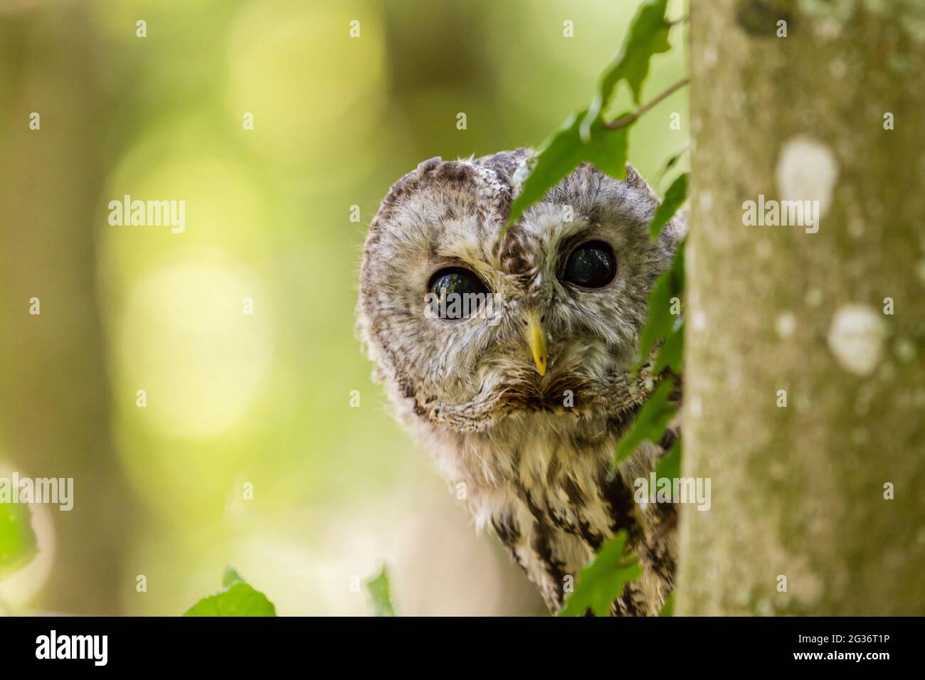 Owl looking behind hi-res stock photography and images - Alamy