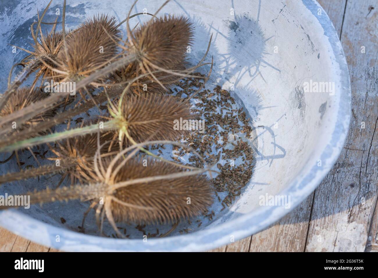 Wild teasel, Fuller's teasel, Common teasel, Common teazle (Dipsacus ...