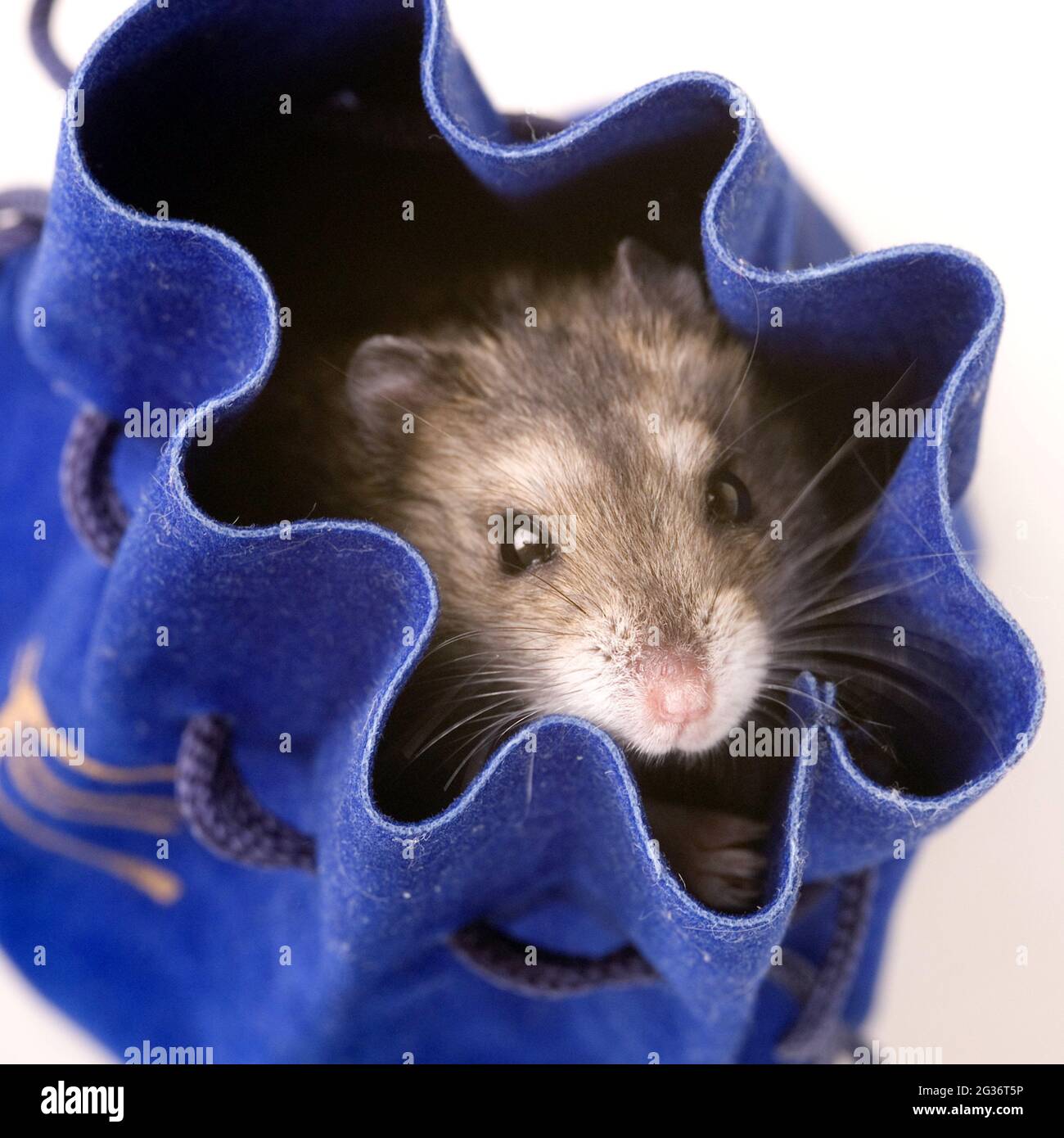 small desert hamsters, dwarf hamsters (Phodopus spec.), peering out of ...