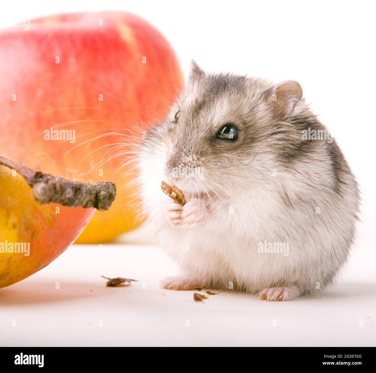 small desert hamsters, dwarf hamsters (Phodopus spec.), feeds an apple ...