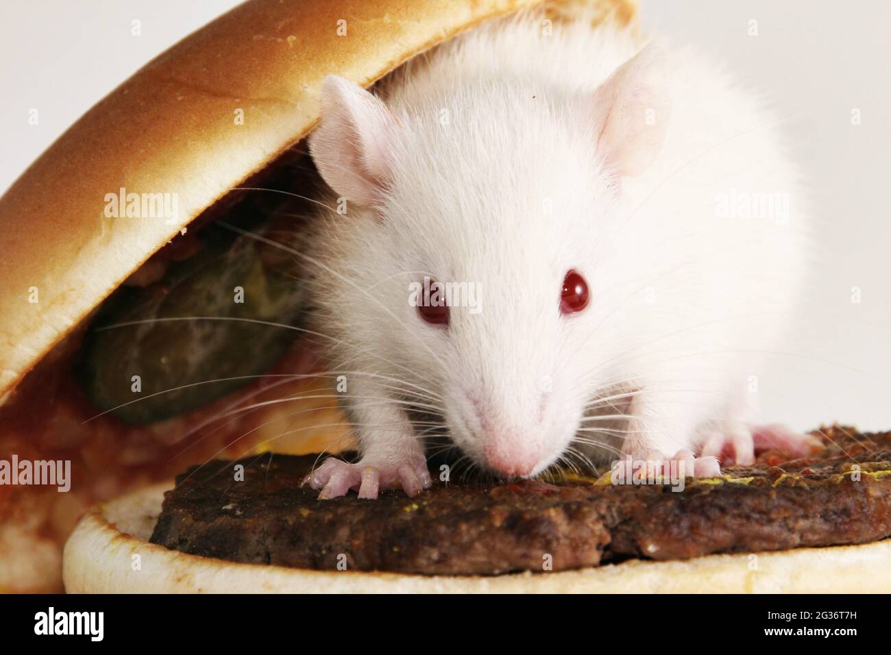 Fancy Rat, Brown rat (Rattus norvegicus domesticus, Rattus norvegicus ...