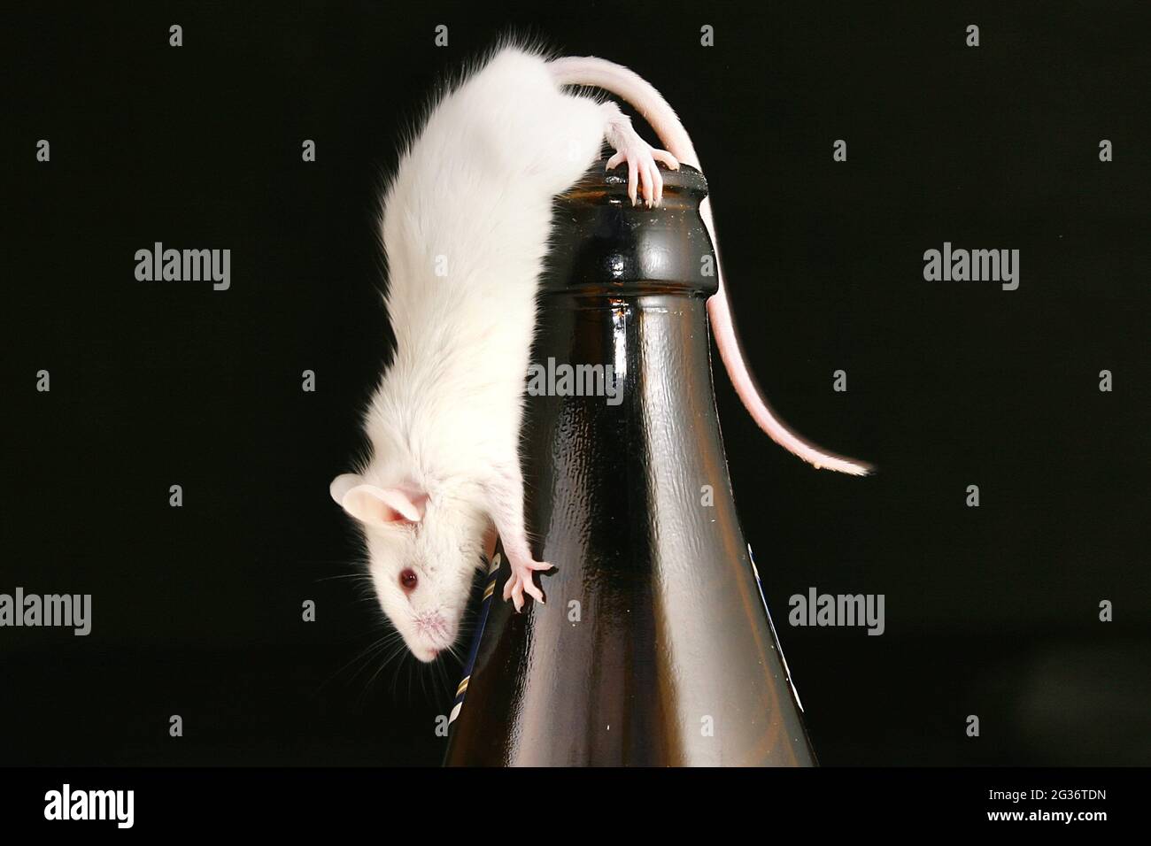 fancy mouse (Mus musculus), albino mouse on a bottle Stock Photo - Alamy