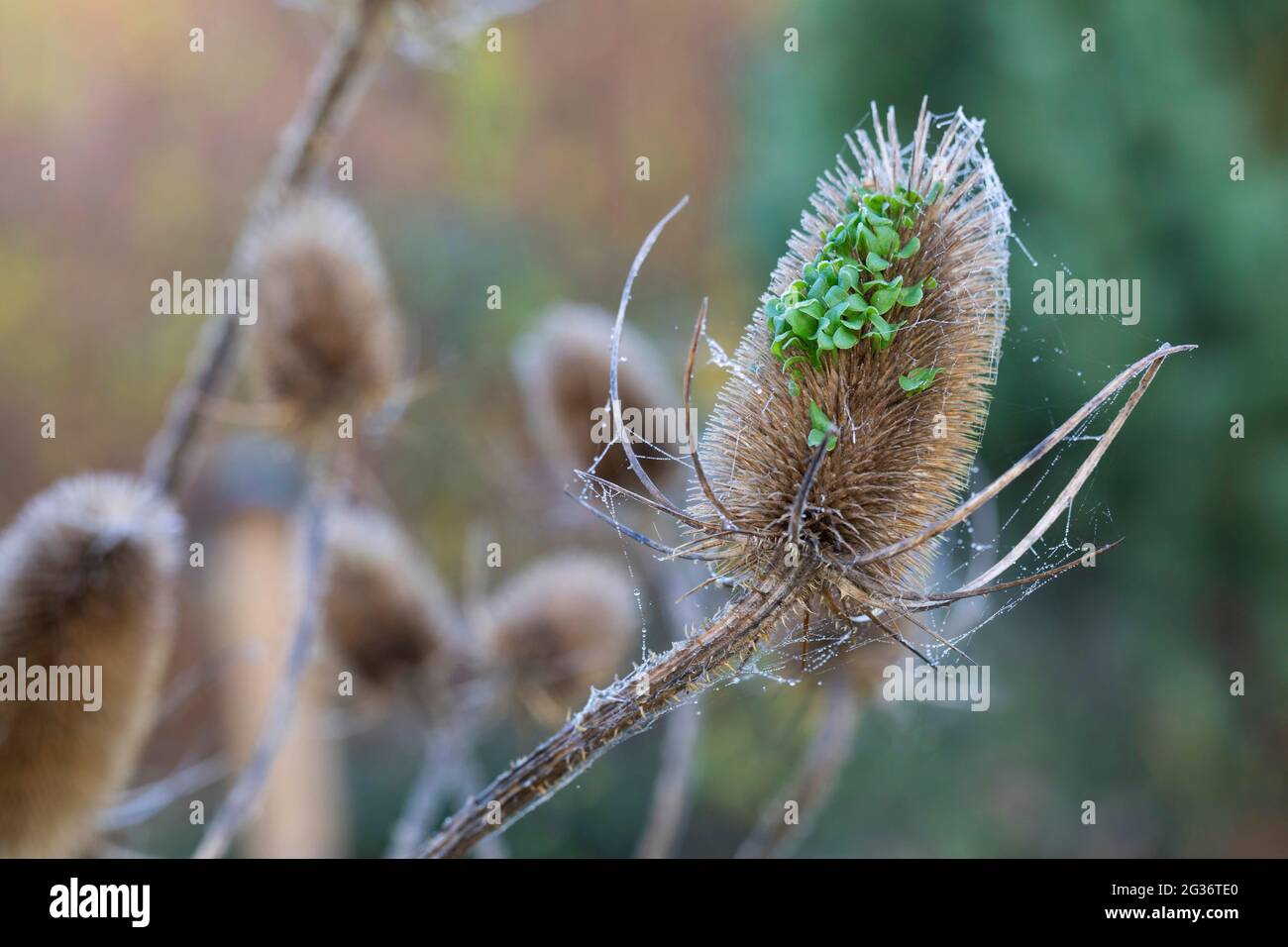 Wild teasel, Fuller's teasel, Common teasel, Common teazle (Dipsacus ...