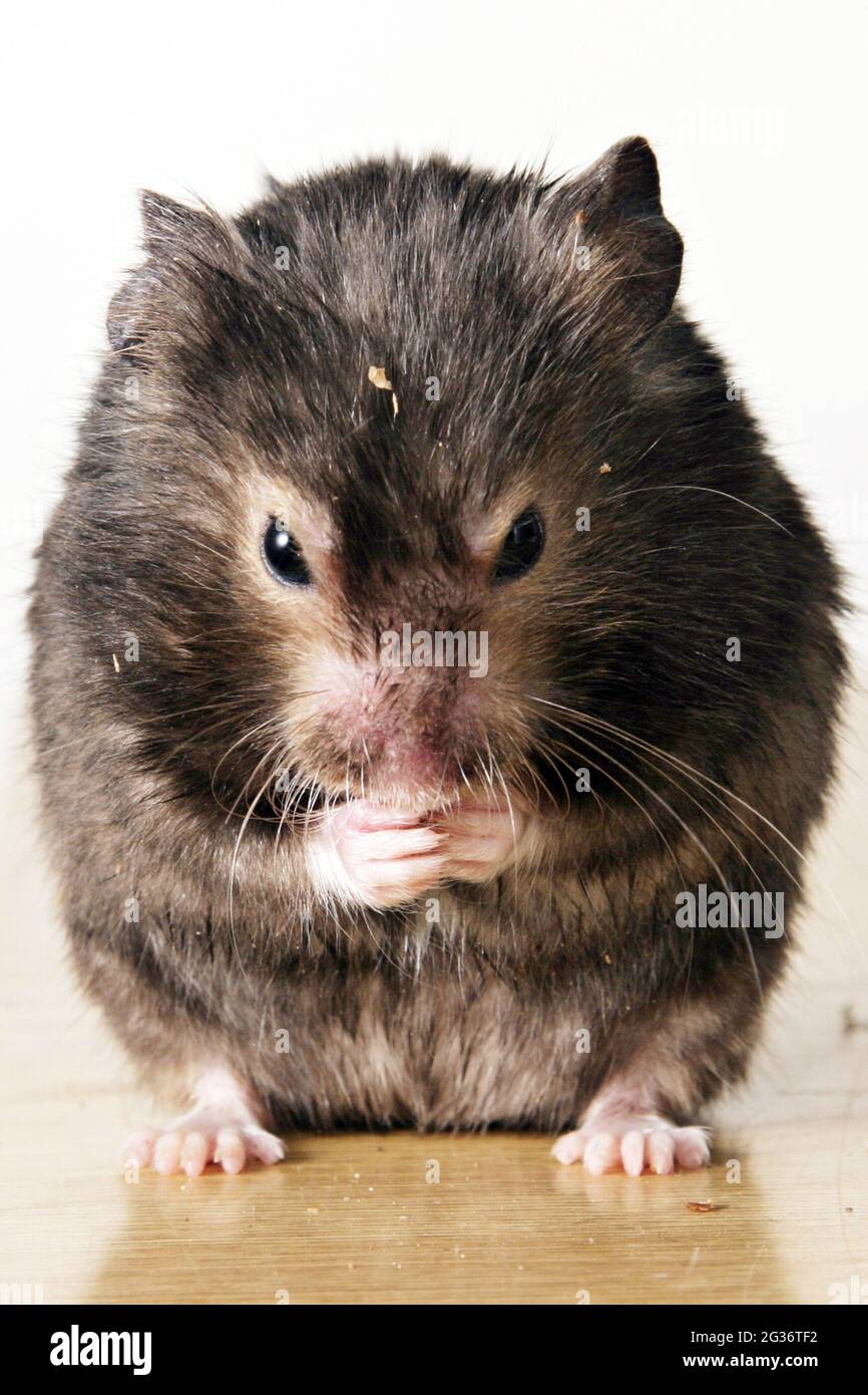 golden hamster (Mesocricetus auratus), colour morph, front view Stock ...