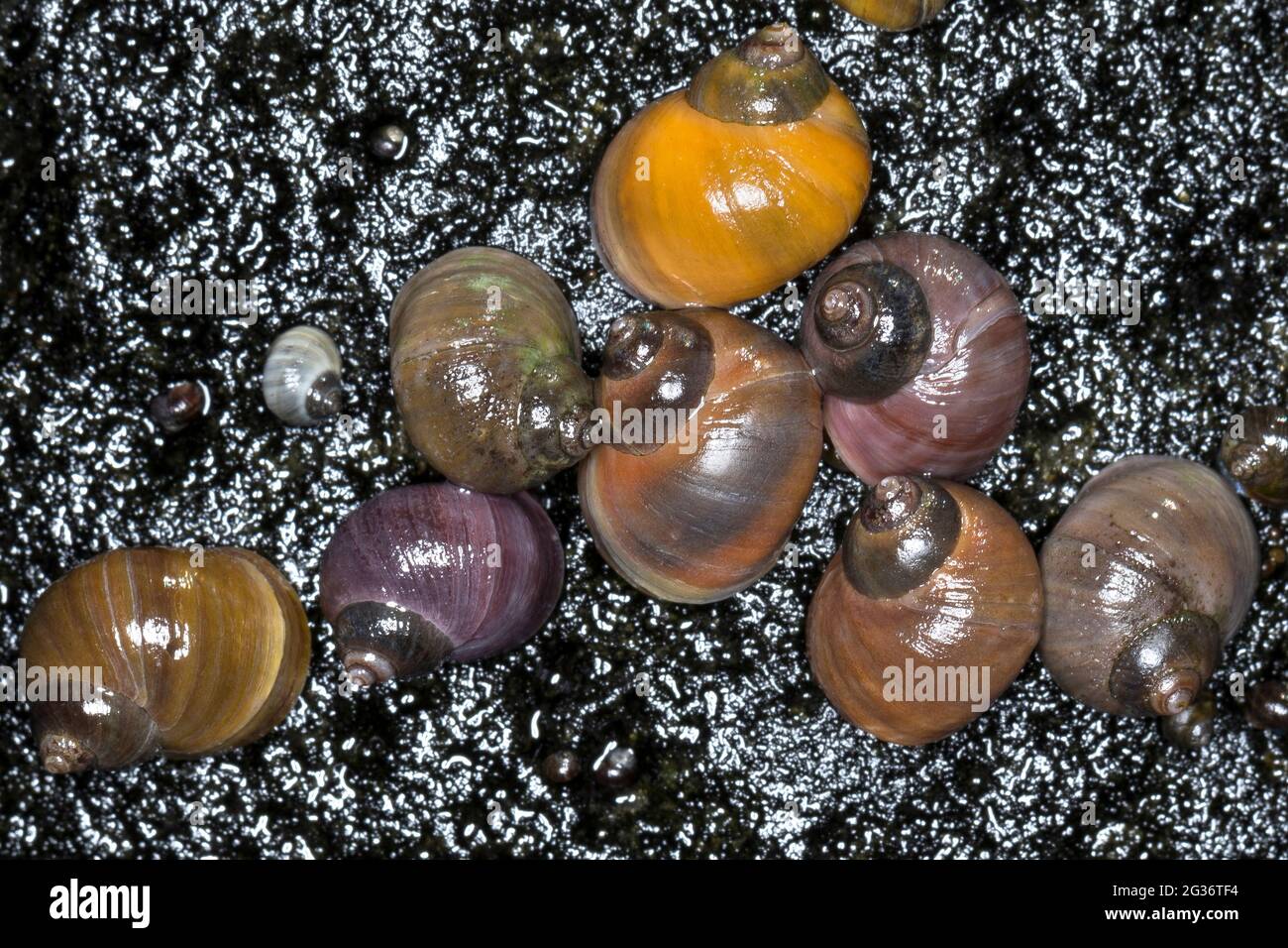 Periwinkle snail hi-res stock photography and images - Alamy