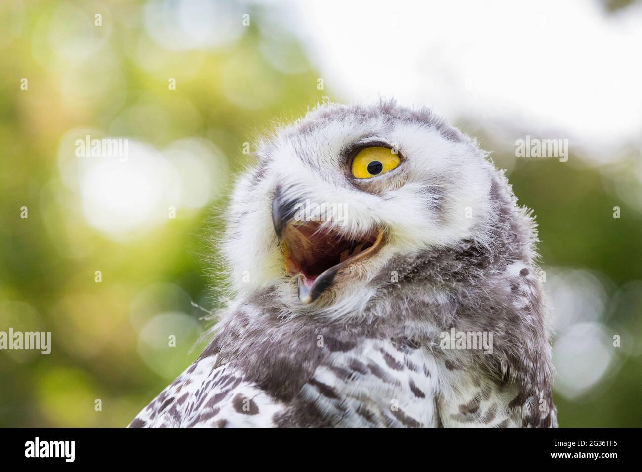Snowy Owl (Strix scandiaca, Nyctea scandiaca, Bubo scandiacus ...