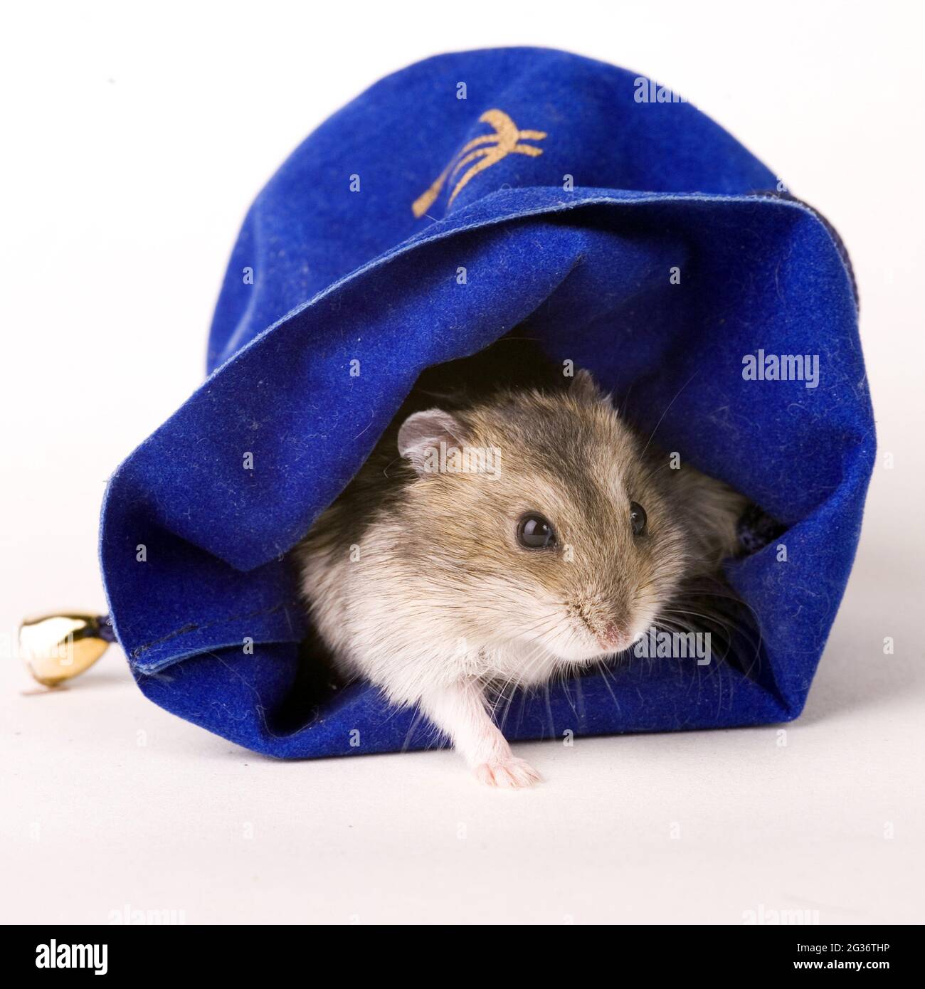 small desert hamsters, dwarf hamsters (Phodopus spec.), coming out of a ...