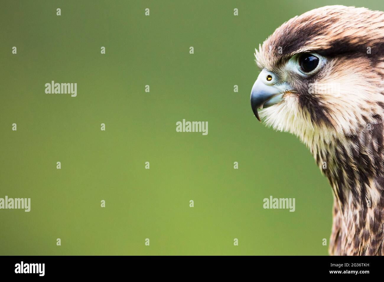 lanner falcon (Falco biarmicus), portrait Stock Photo - Alamy