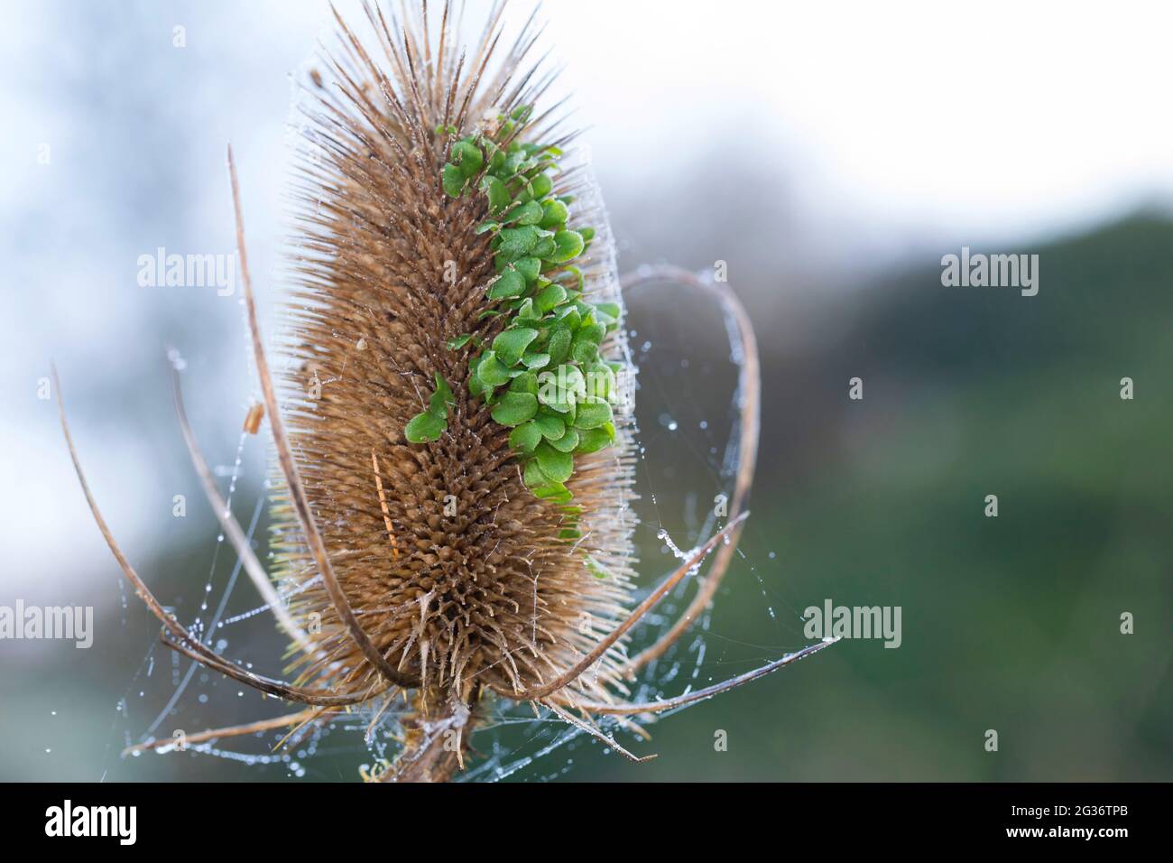 Wild teasel, Fuller's teasel, Common teasel, Common teazle (Dipsacus ...