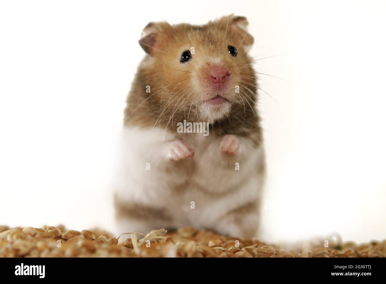 golden hamster (Mesocricetus auratus), stands erect, cut-out Stock ...