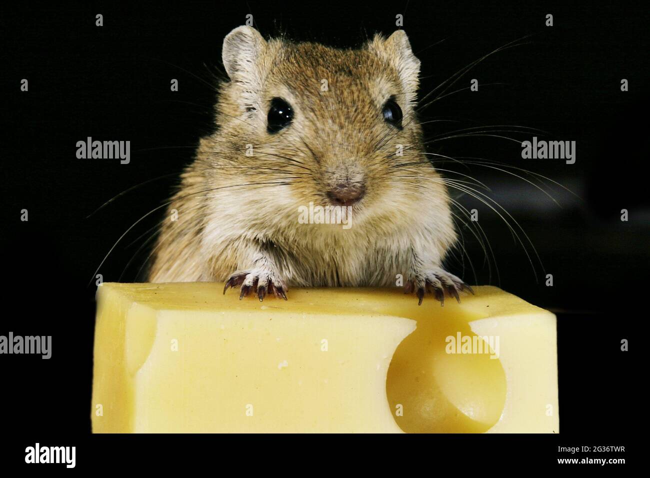 Mongolian gerbil, clawed jird (Meriones unguiculatus), at a piece of ...