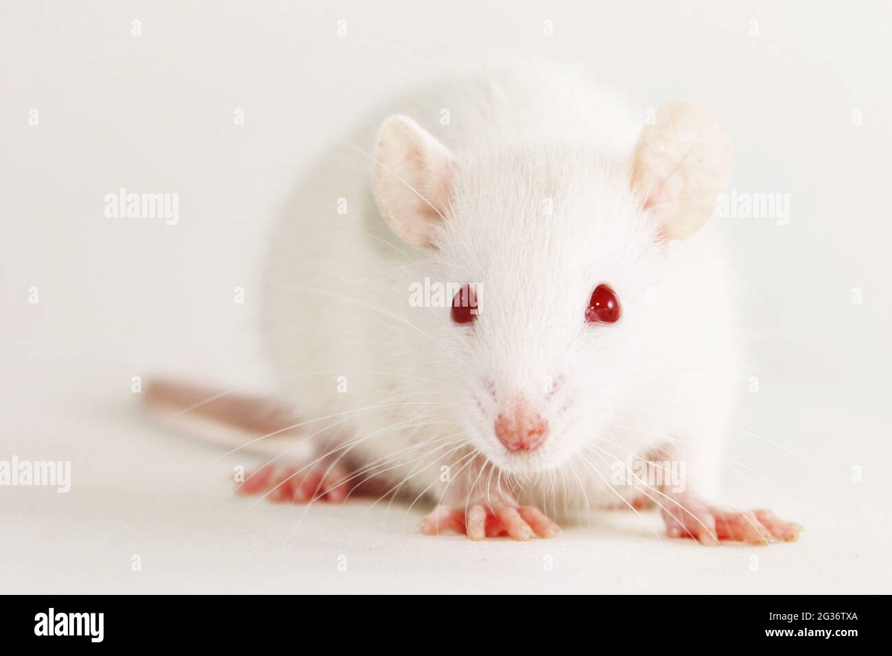 Fancy Rat, Brown rat (Rattus norvegicus domesticus, Rattus norvegicus ...