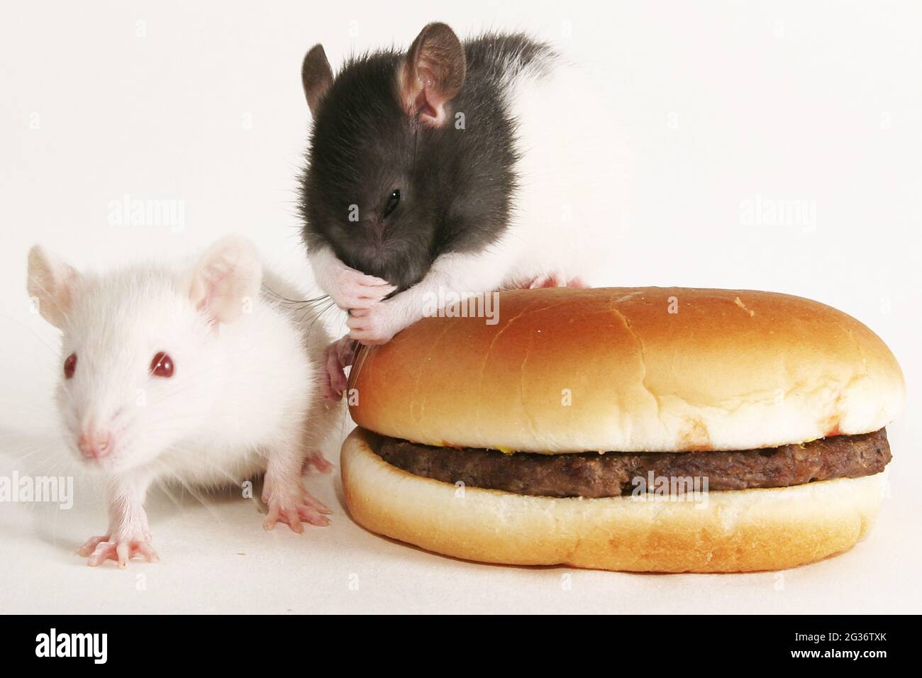 Two pet rat hi-res stock photography and images - Alamy