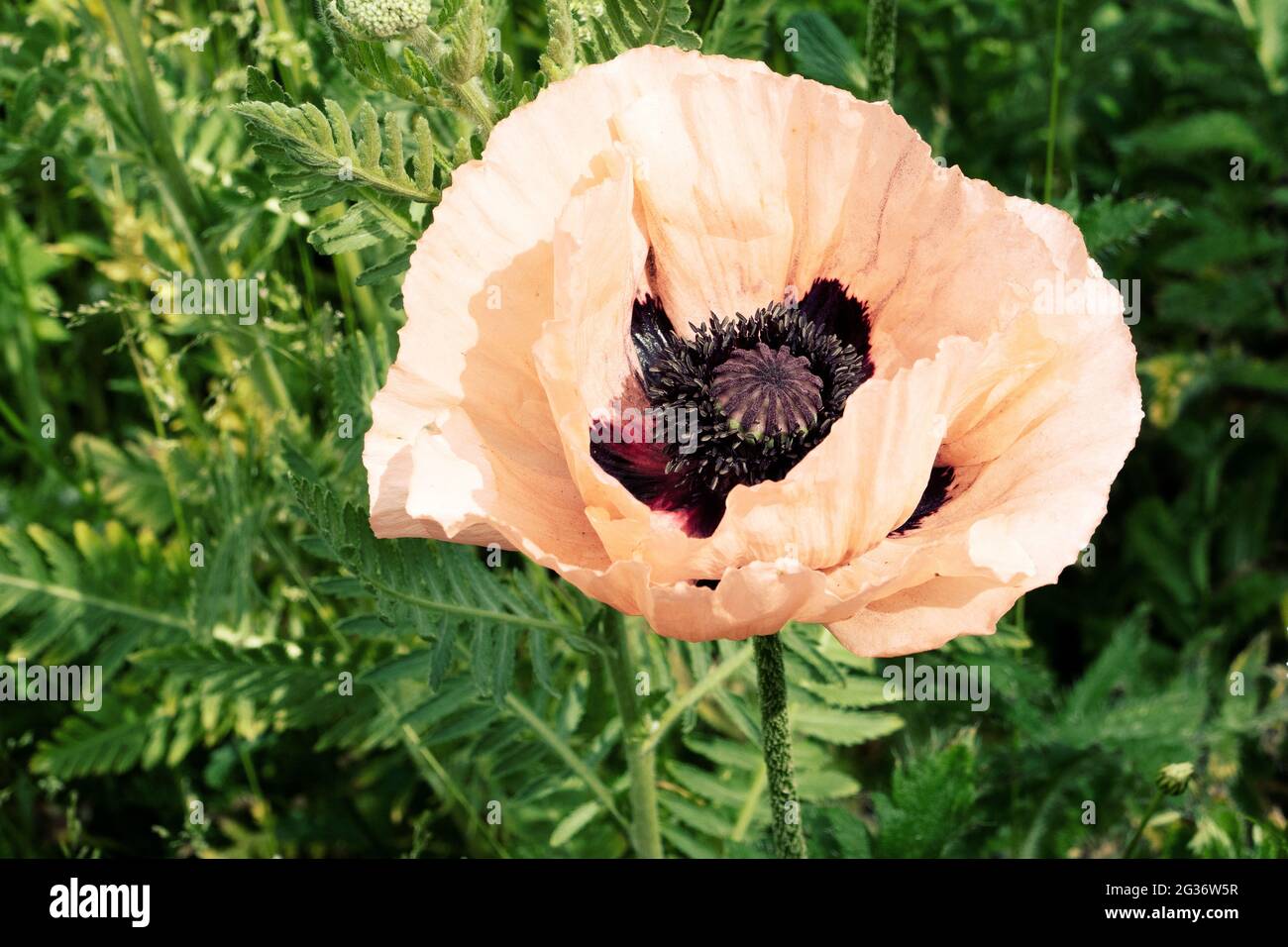 Prairie style planting in garden in Kent UK Stock Photo - Alamy