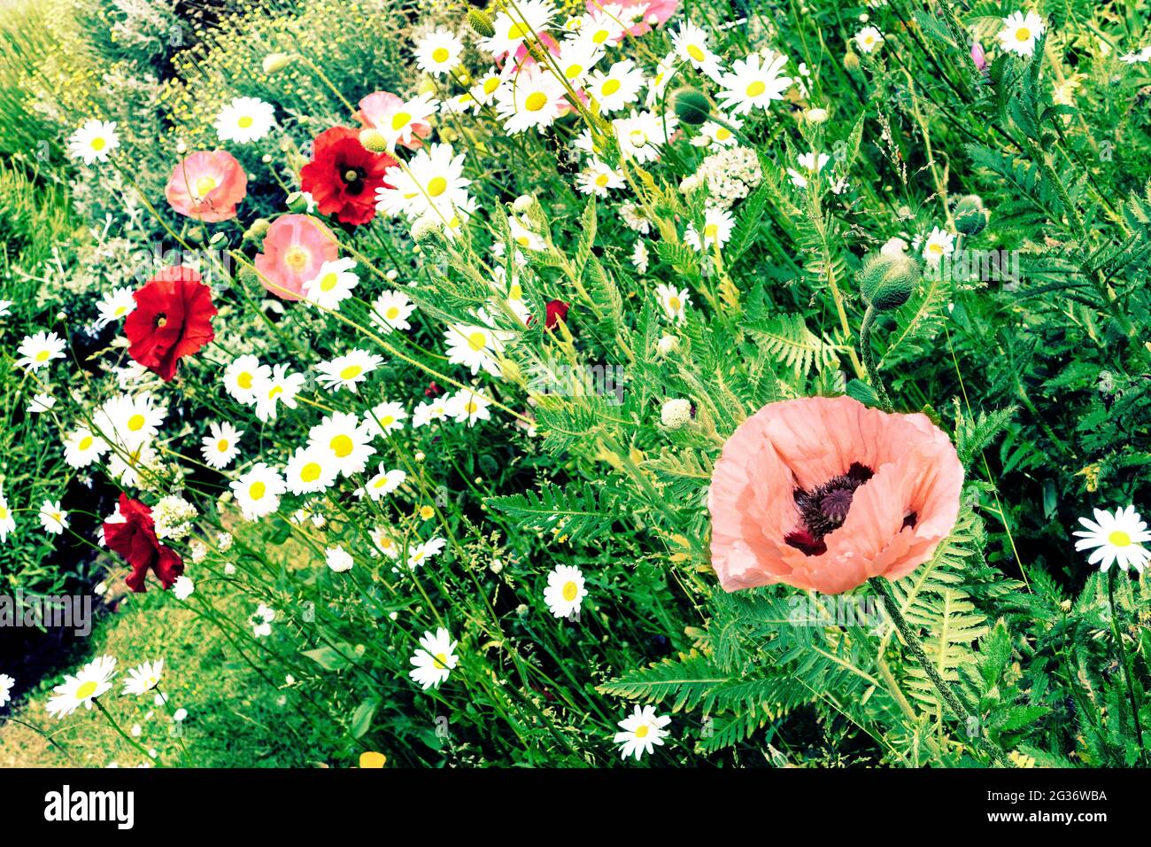 Prairie style planting in garden in Kent UK Stock Photo - Alamy