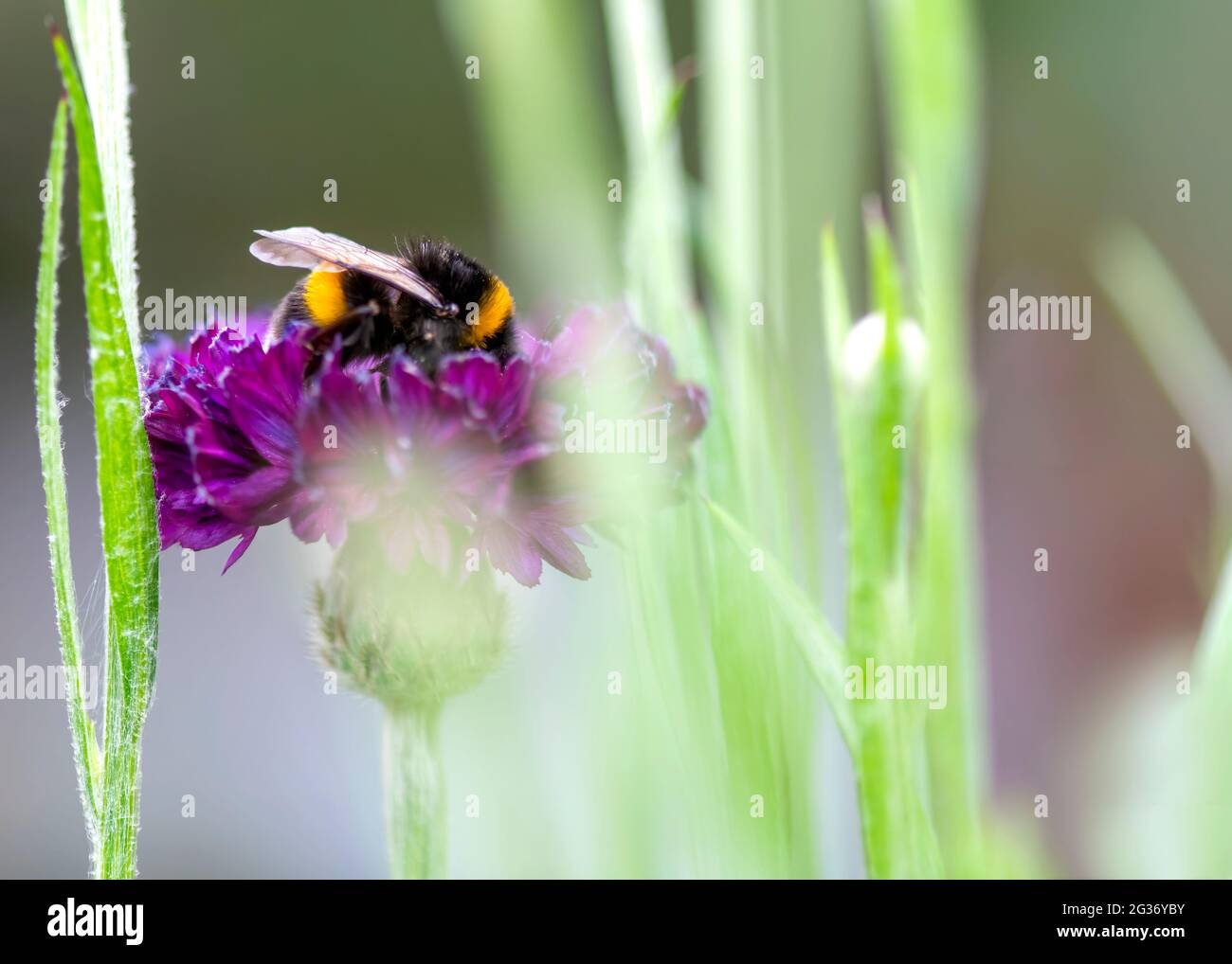 image of a bee, apidae collecting pollen to support the bumblebee ...