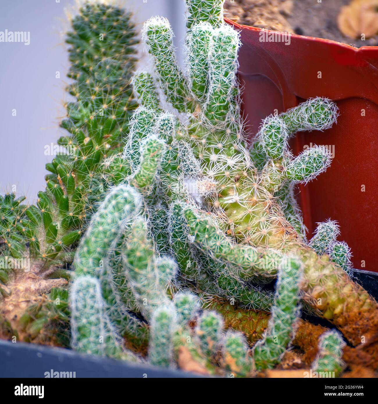 Small houseplant prickly cactus Mammillaria gracilis on a natural ...