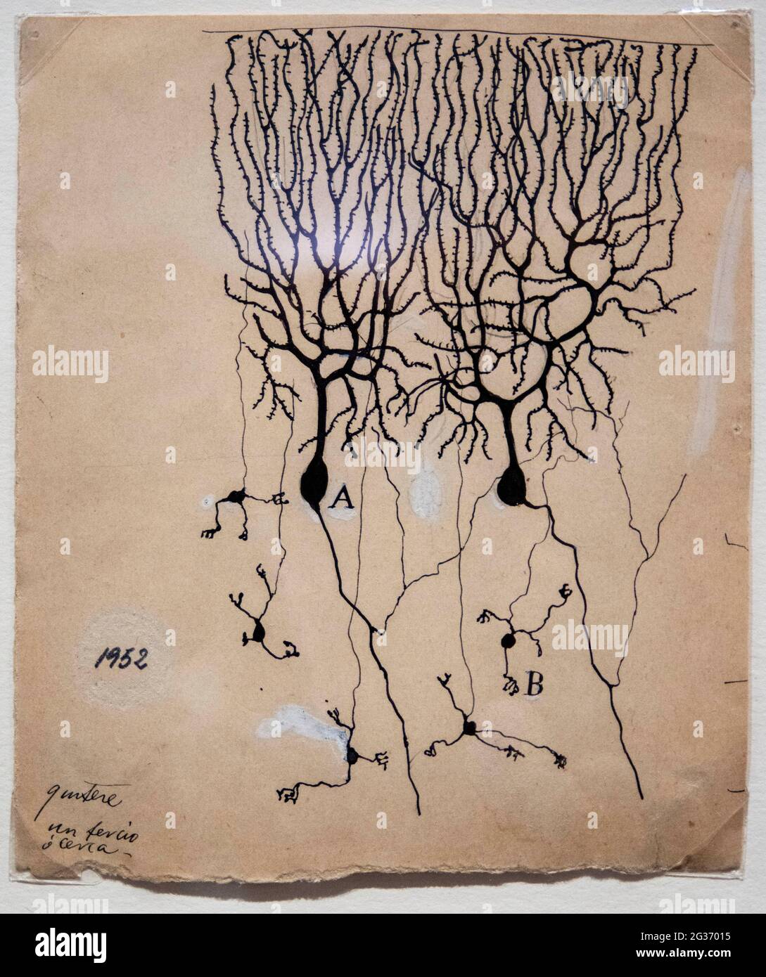 Purkinje hi-res stock photography and images - Alamy