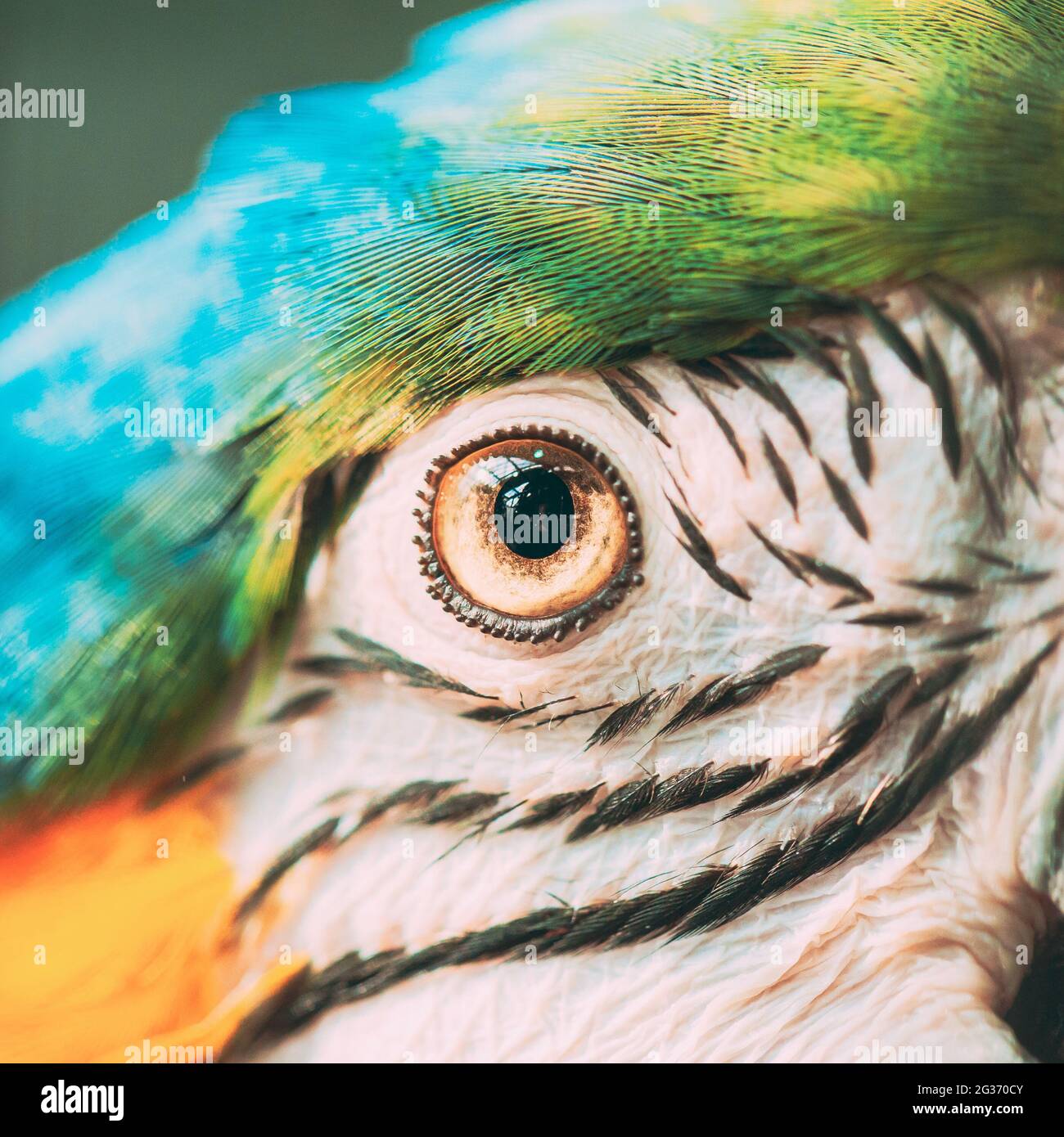 Eye Pupil Of Blue-and-yellow Macaw Also Known As The Blue-and-gold ...