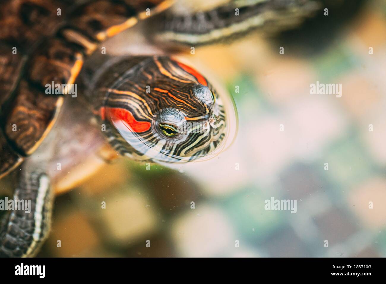 Small Red-ear Turtles Swiming In Pond Stock Photo - Alamy