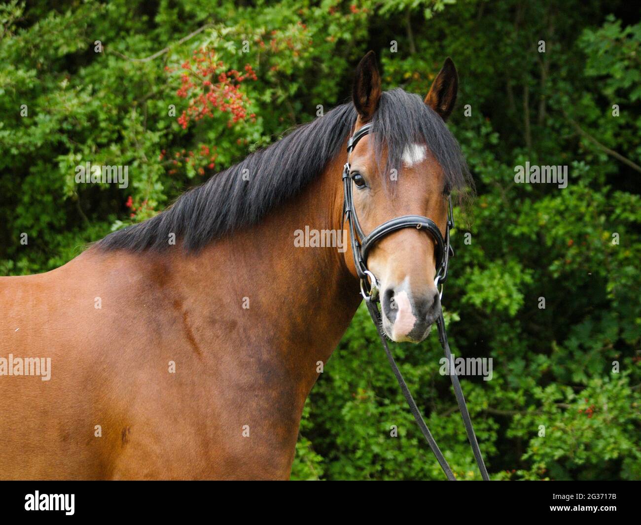 A head shot of a bay Welsh pony in a snaffle bridle Stock Photo - Alamy