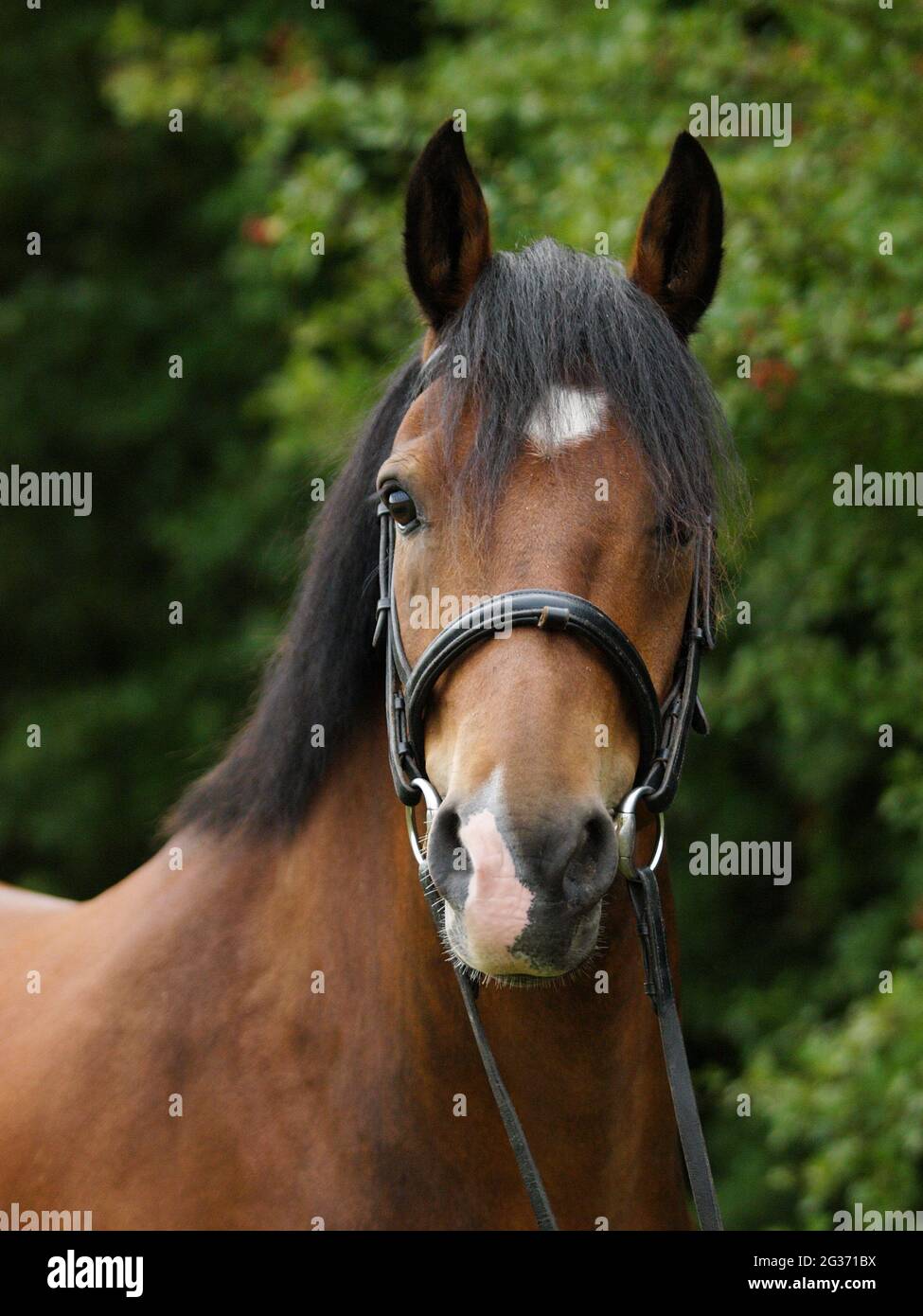 Bay welsh pony hi-res stock photography and images - Alamy
