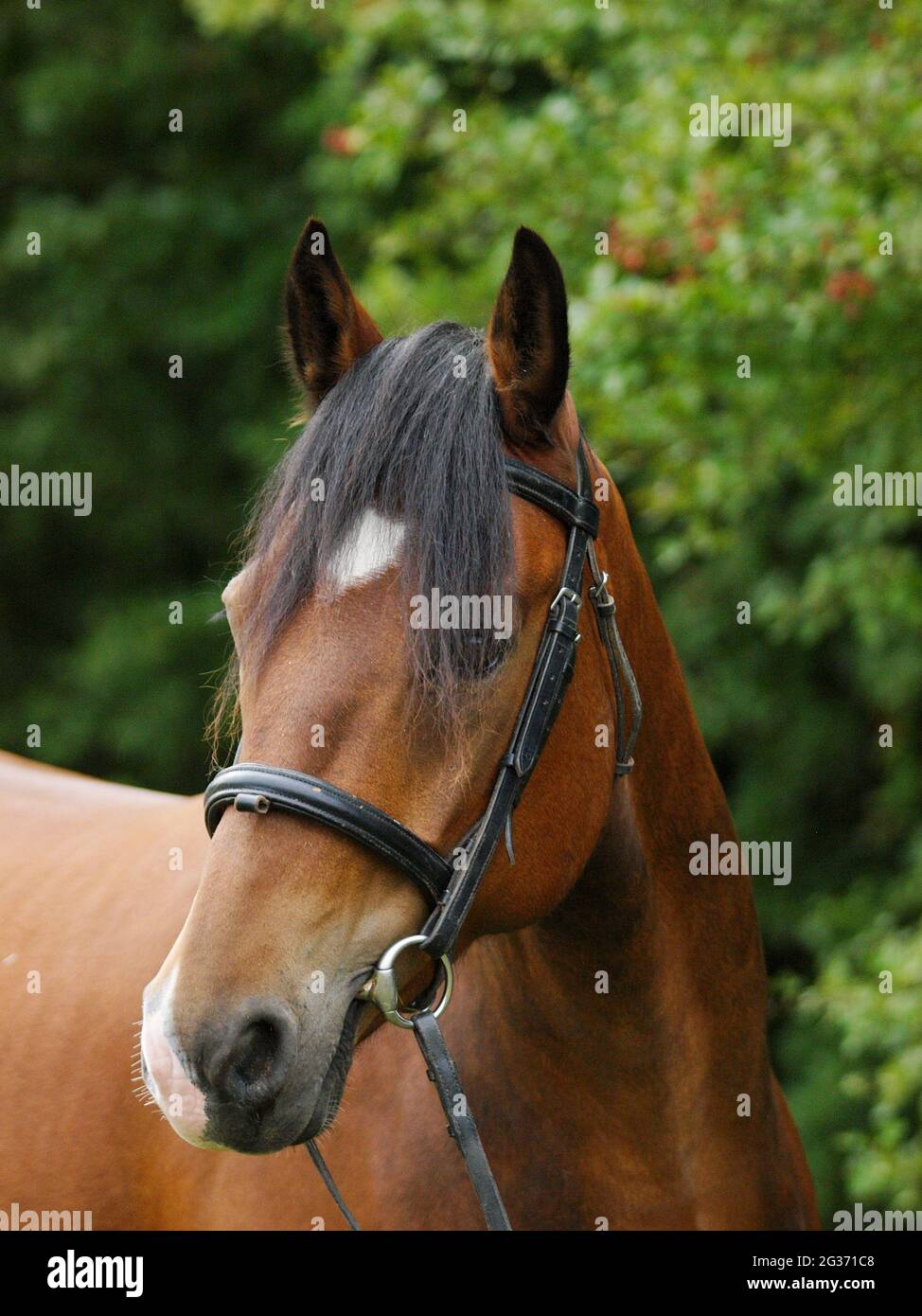 A head shot of a bay Welsh pony in a snaffle bridle Stock Photo - Alamy