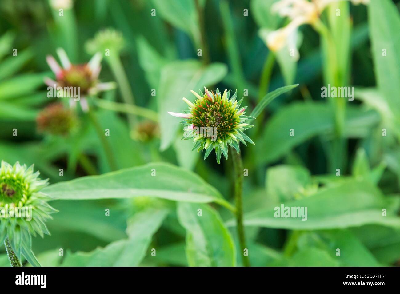 a close up of a coneflower blossom in growing in the front garden Stock ...