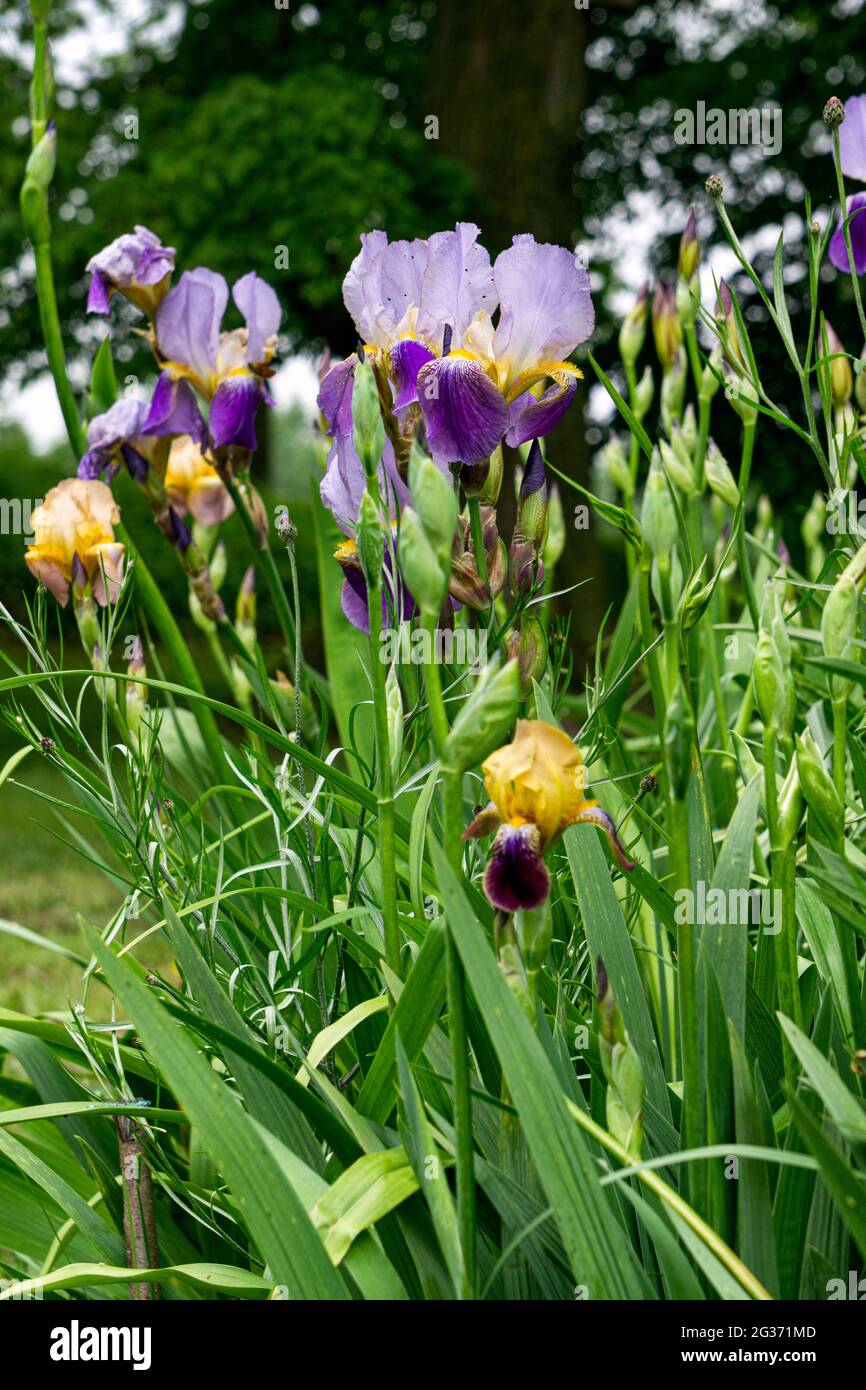 Irises in the flowerbed hi-res stock photography and images - Alamy