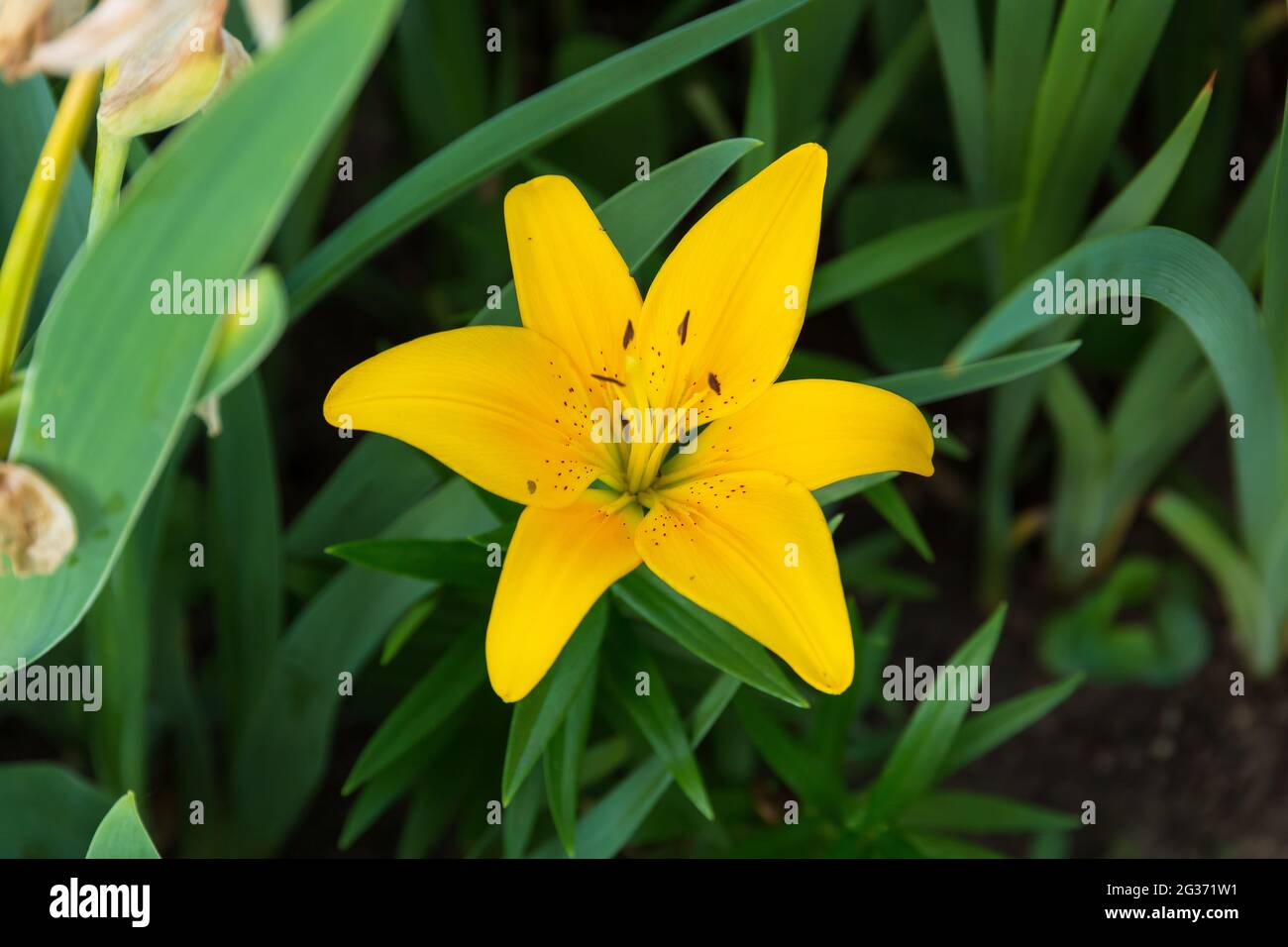 Open cut lilies hi-res stock photography and images - Alamy